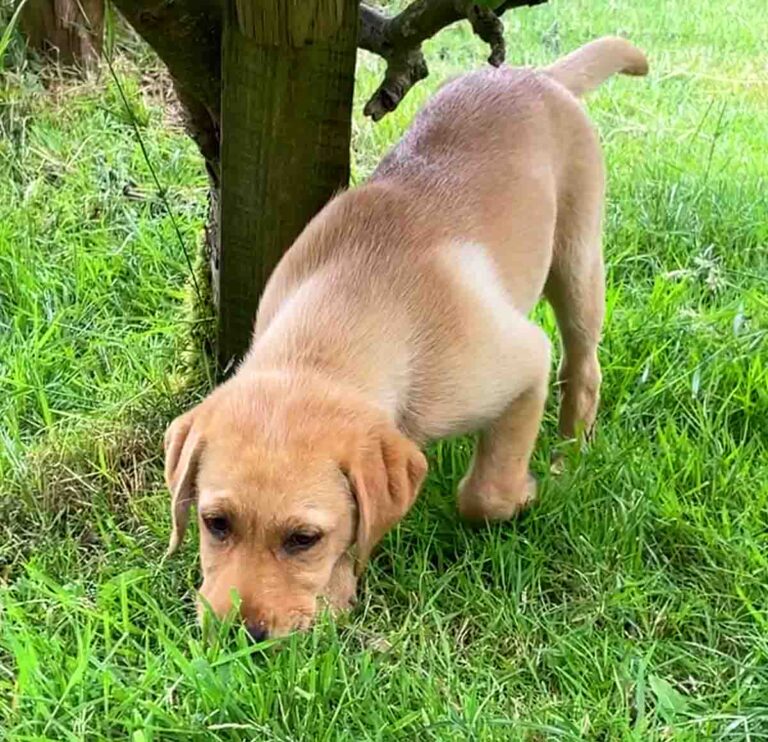 When Can Puppies Go Outside: Is It Safe To Take Your Puppy Out Yet?