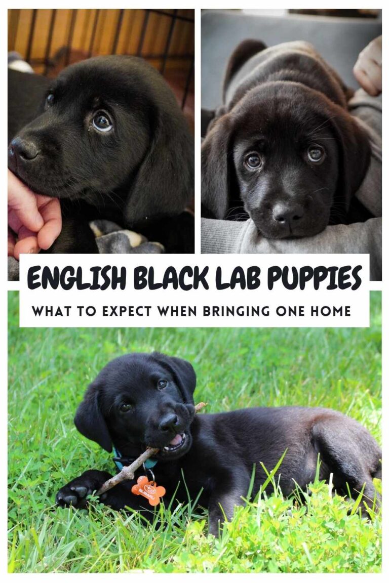 English Lab - Your Guide To The English Labrador Retriever