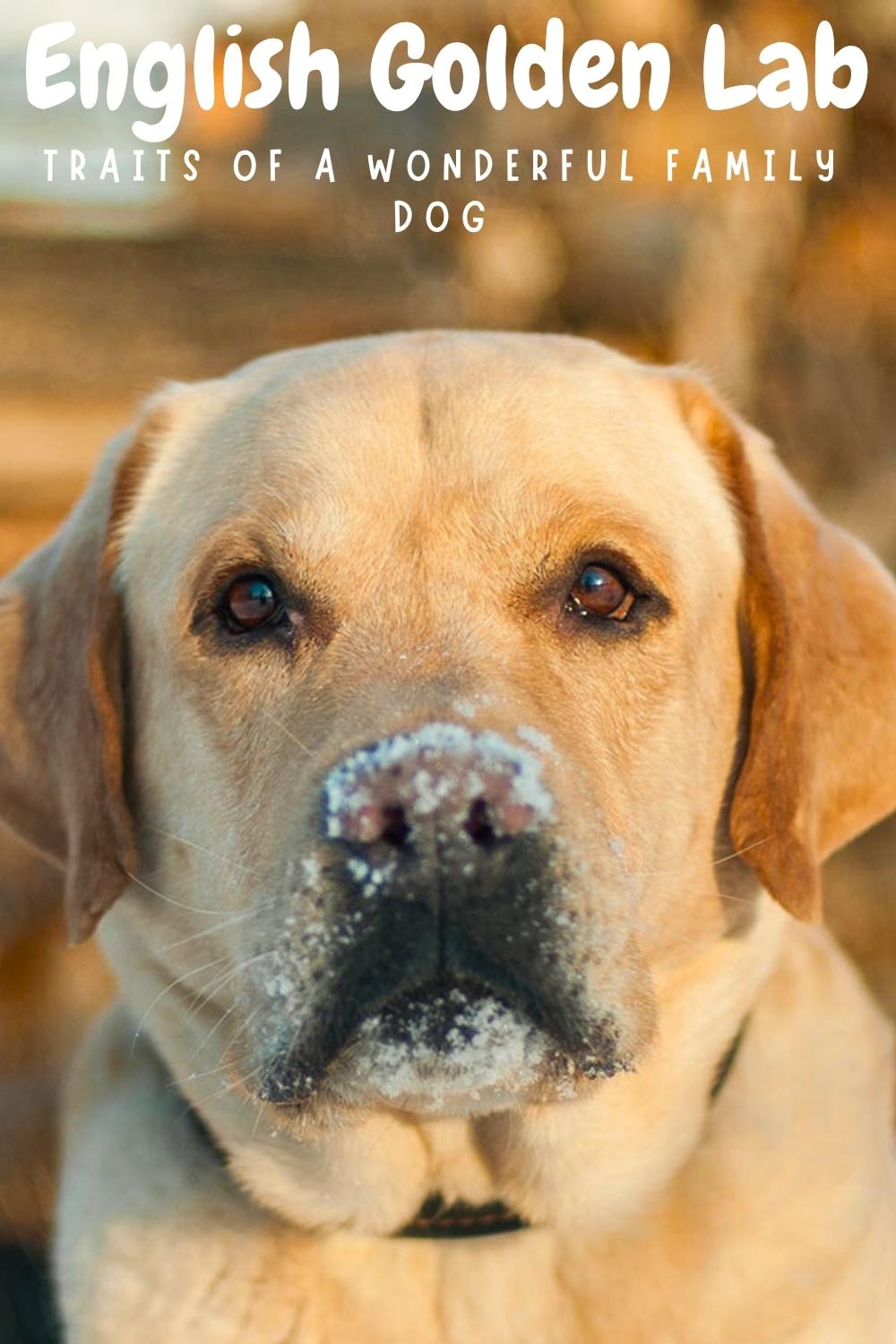 English Lab - Your Guide To The English Labrador Retriever
