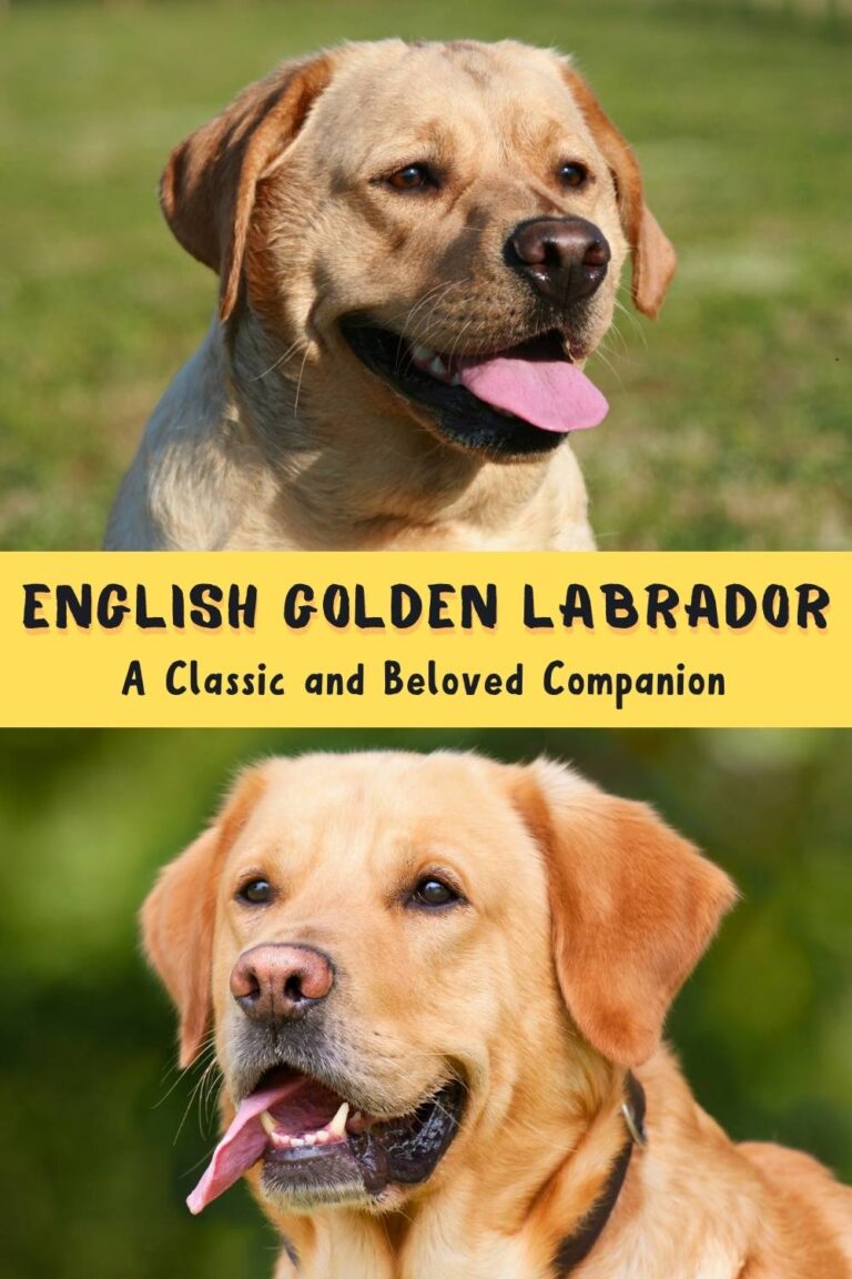 English Lab - Your Guide To The English Labrador Retriever