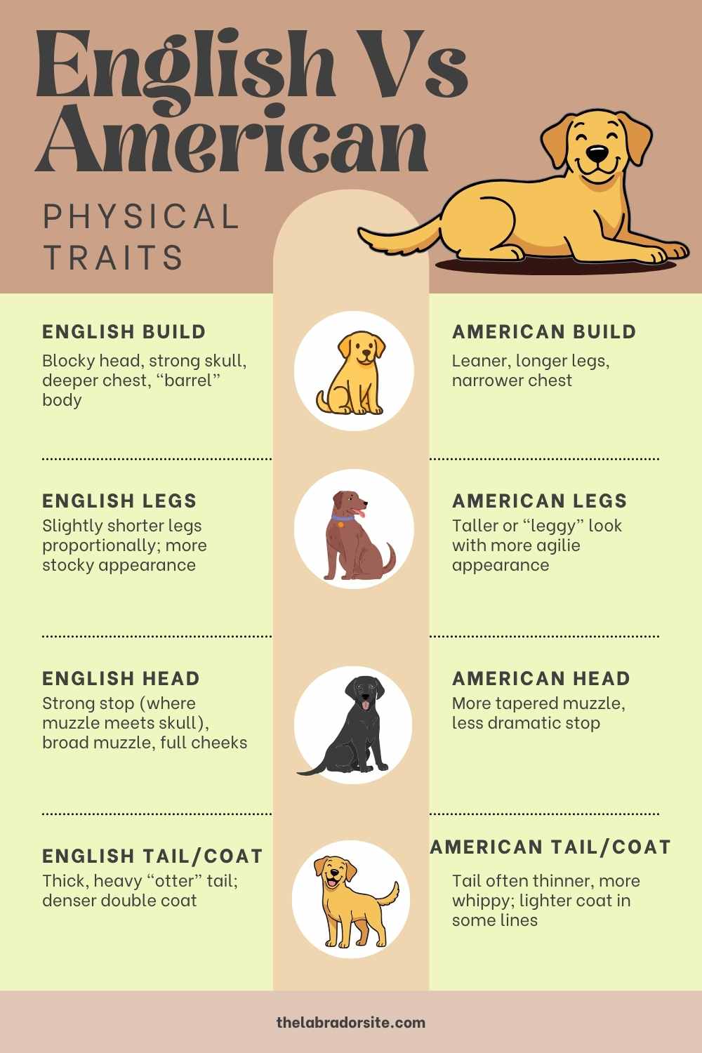 English Lab - Your Guide To The English Labrador Retriever