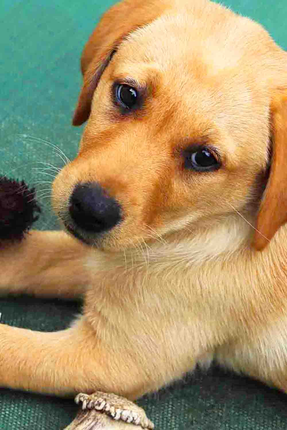 When Can Puppies Go Outside: Is It Safe To Take Your Puppy Out Yet?