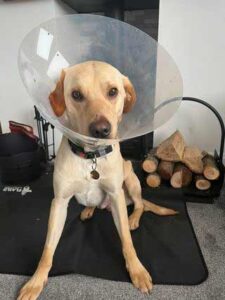 When To Take The Cone Off Your Dog After Neutering - Plus Alternatives