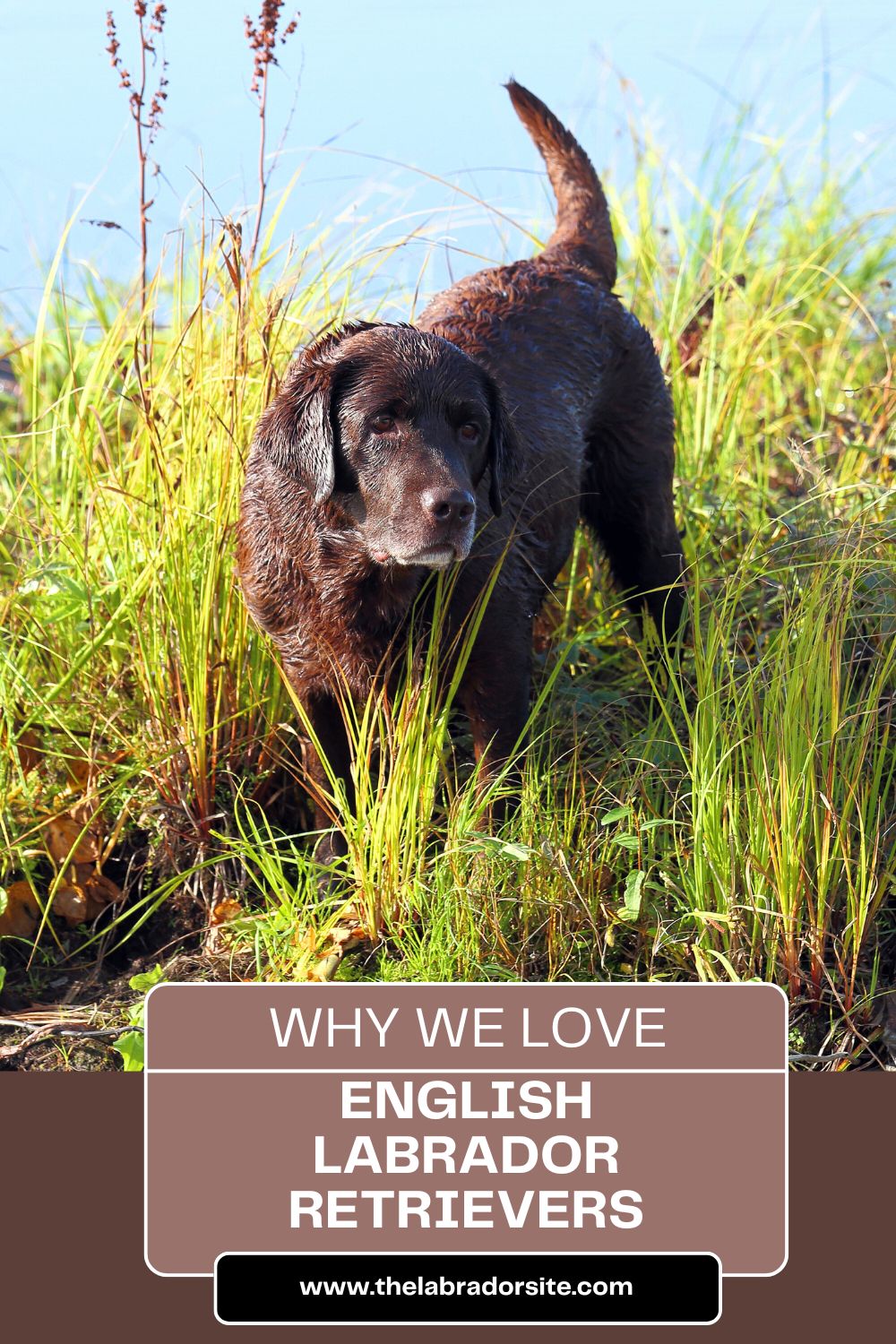 English Lab - Your Guide To The English Labrador Retriever