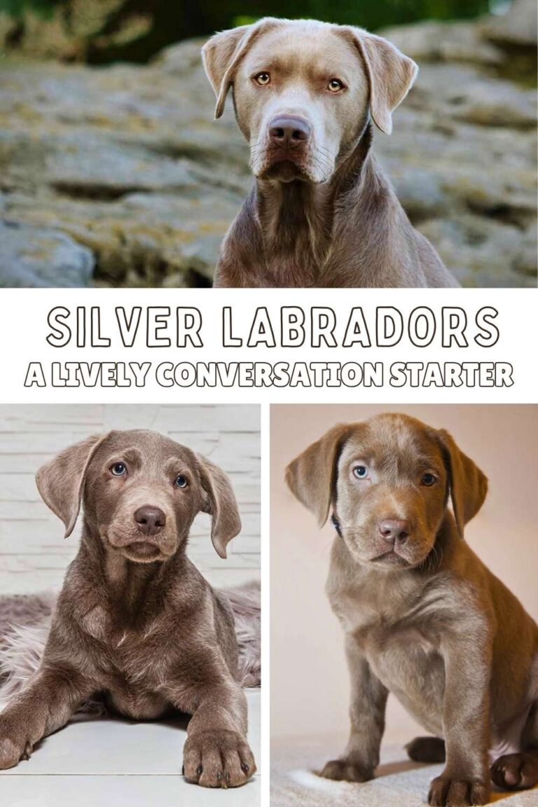 Silver Lab - The Facts About Silver Labrador Retrievers