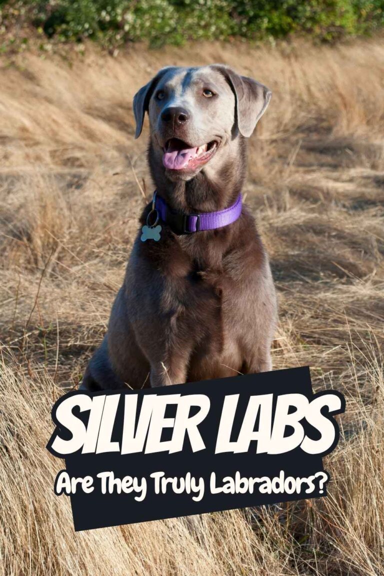 Silver Lab - The Facts About Silver Labrador Retrievers