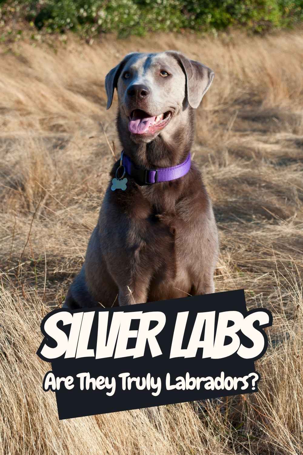 Silver Lab - The Facts About Silver Labrador Retrievers