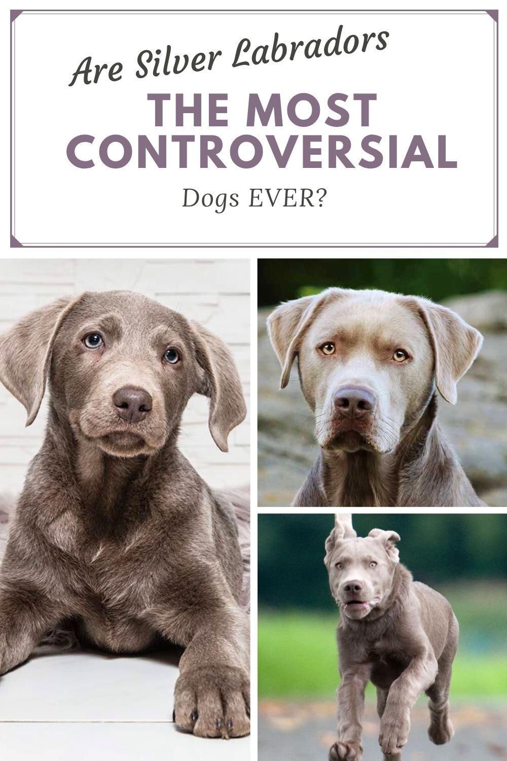 Silver Lab - The Facts About Silver Labrador Retrievers