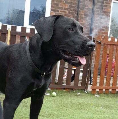 Big Dog Names - Over 350 Awesome Ideas For Large Puppy Naming