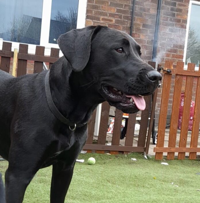 Big Dog Names - Over 350 Awesome Ideas For Large Puppy Naming