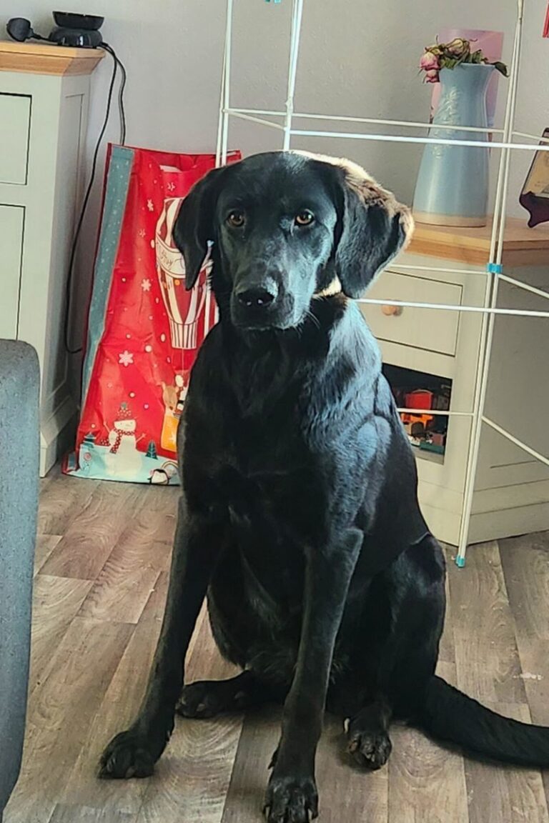 Big Dog Names - Over 350 Awesome Ideas For Large Puppy Naming