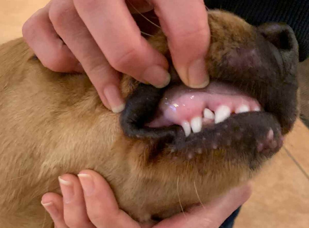 Puppy Teething and Teeth - A Complete Guide to Your Puppy's Teeth