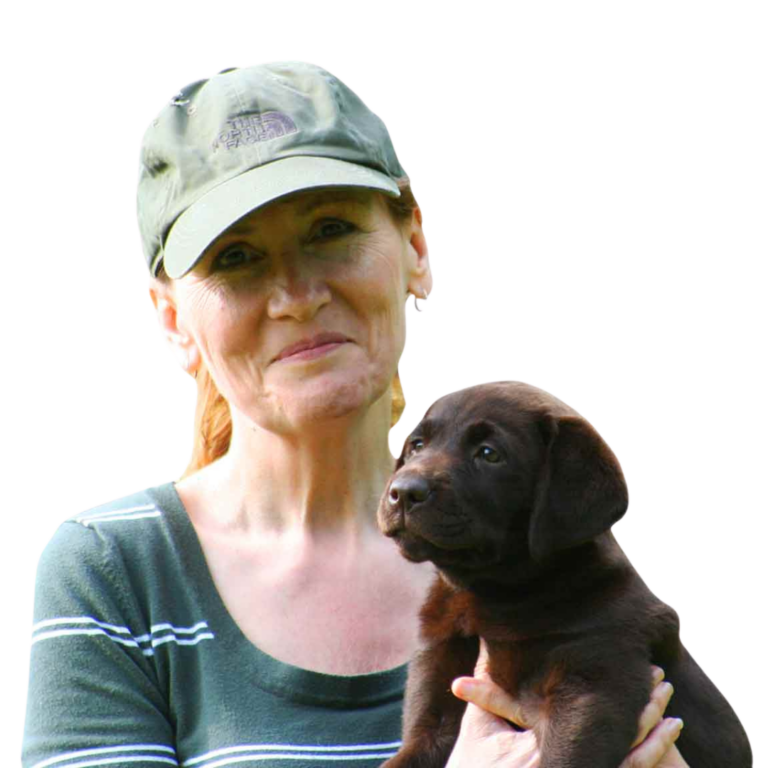 Greyhound Lab Mix - Your Complete Guide To The Greyador