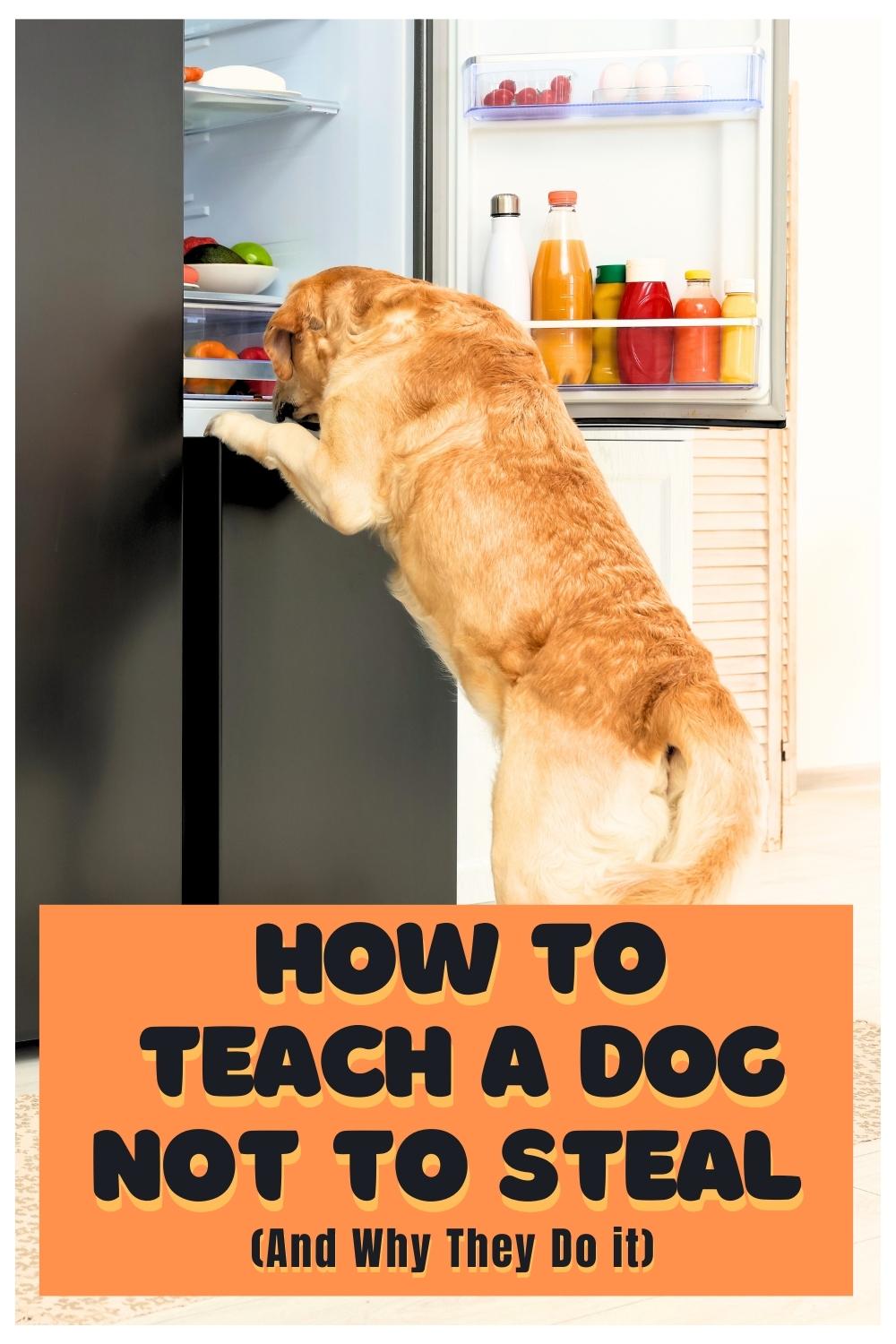 Paws Off My Stuff! (Or How To Stop Your Dog Stealing!) - The Labrador Site