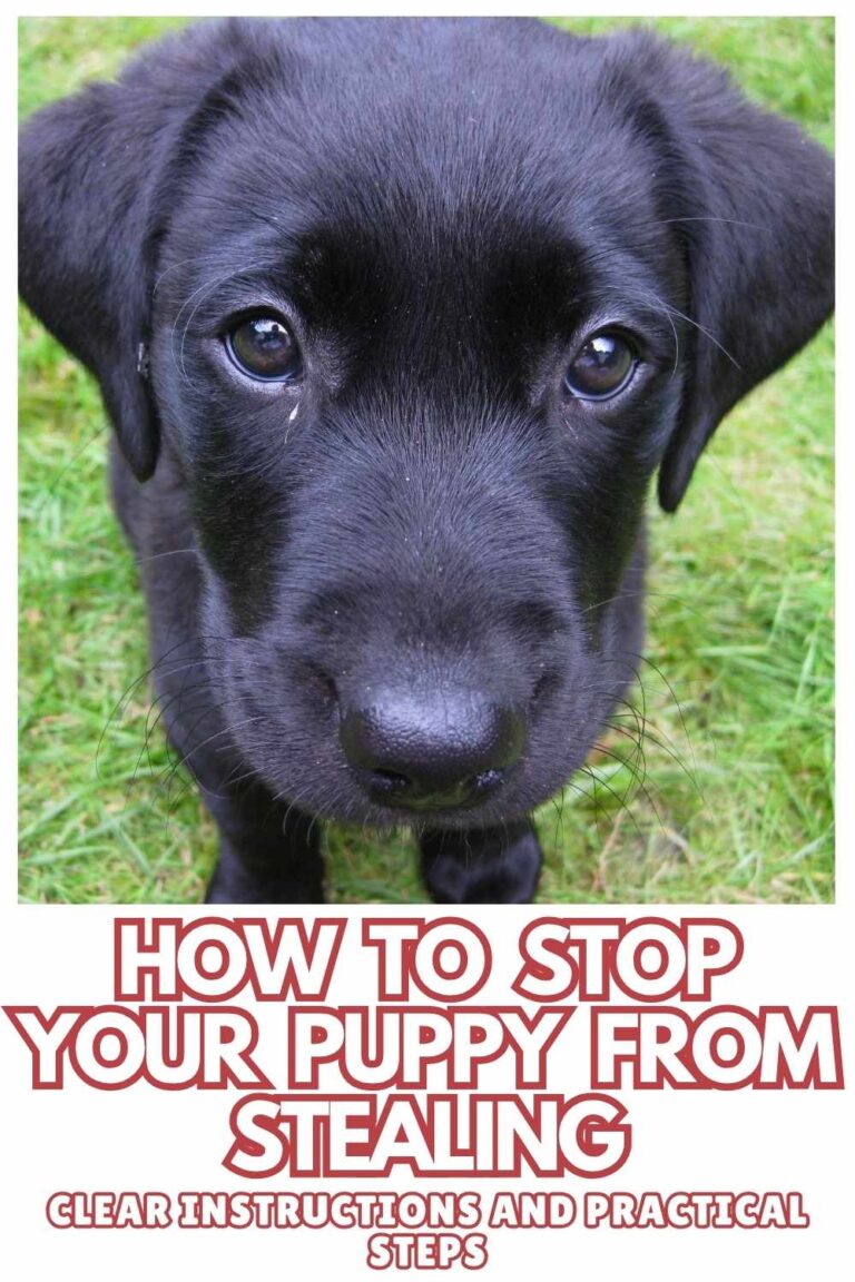 Paws Off My Stuff! (Or How To Stop Your Dog Stealing!) - The Labrador Site