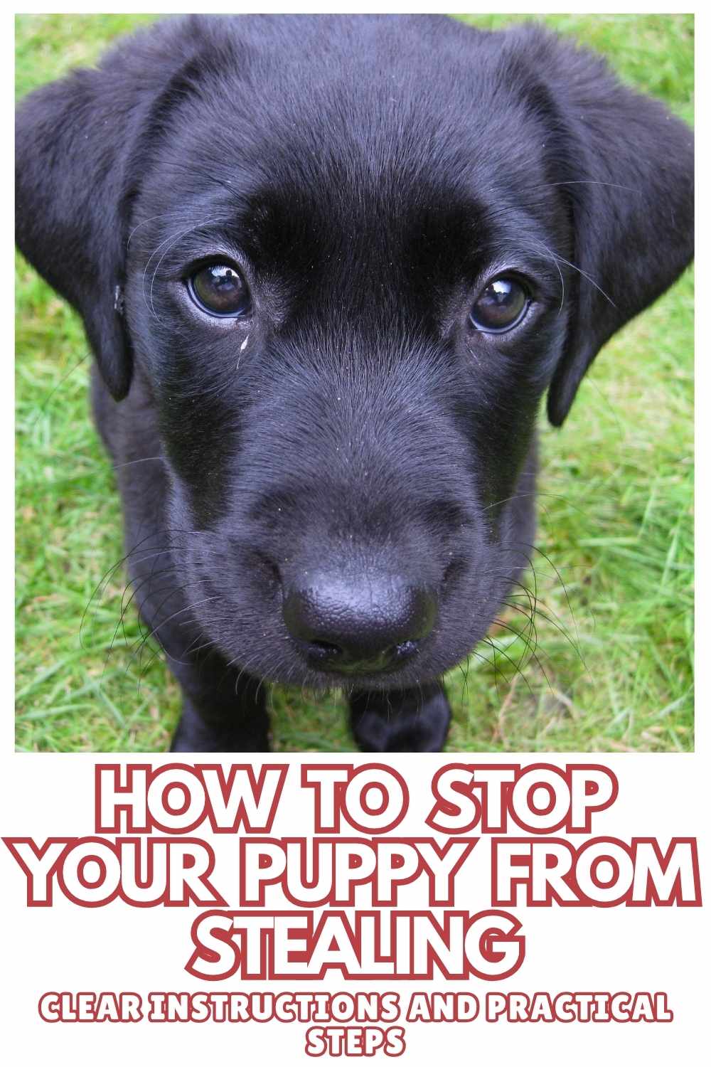 Paws Off My Stuff! (Or How To Stop Your Dog Stealing!) - The Labrador Site