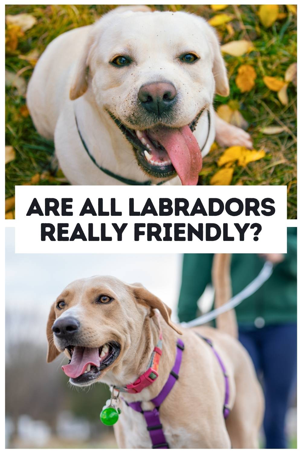 10 Common Labrador Myths BUSTED