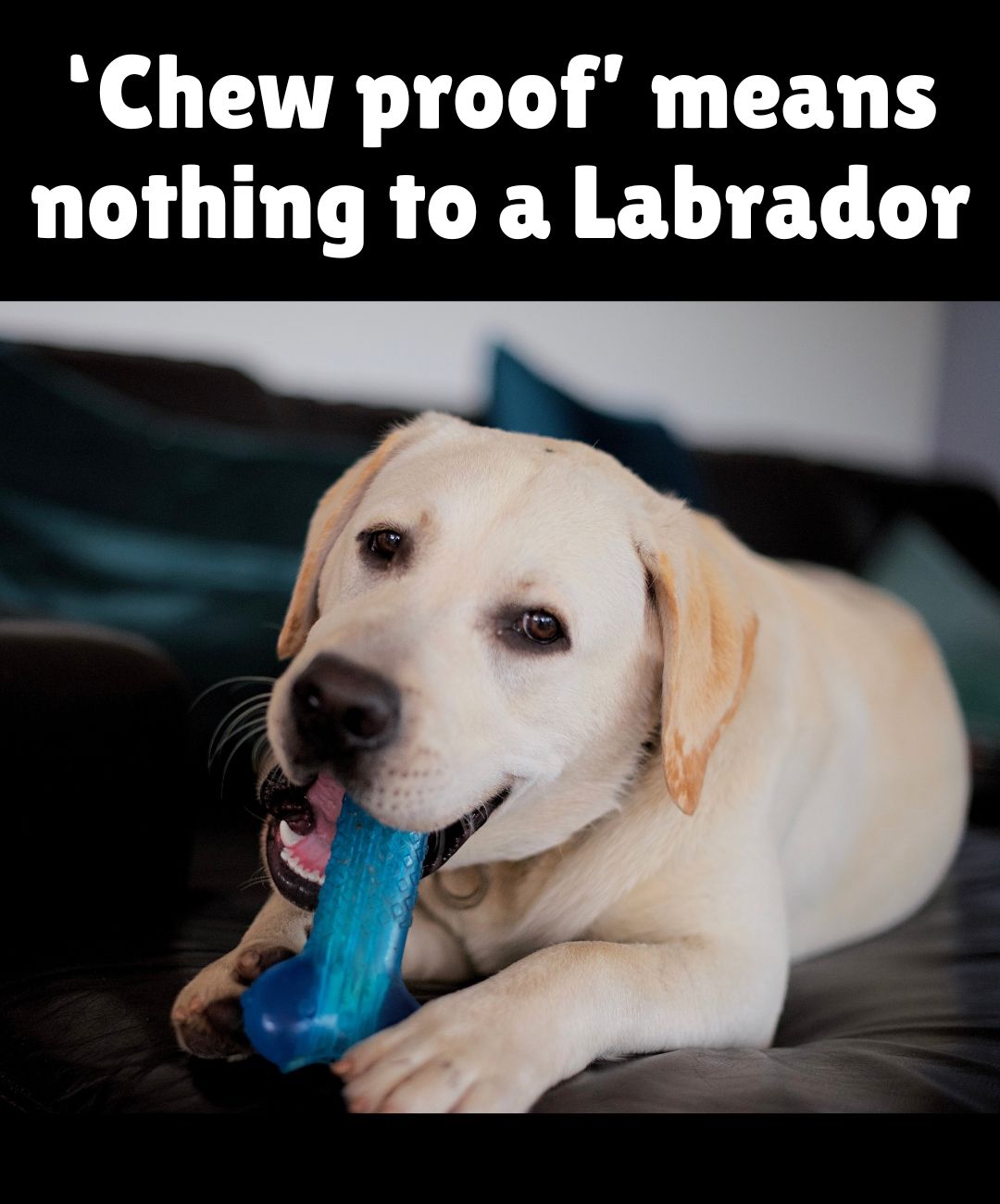 37 Of The Best Dog Memes EVER