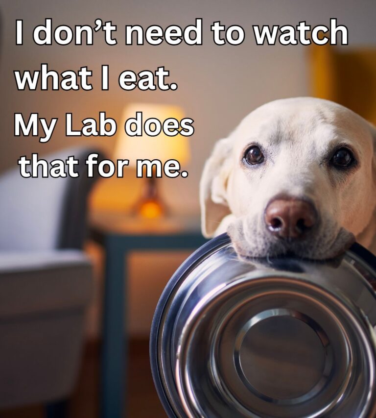 37 Of The Best Dog Memes EVER