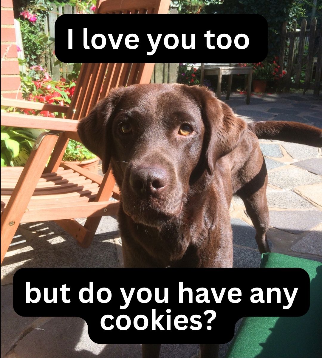 37 Of The Best Dog Memes EVER