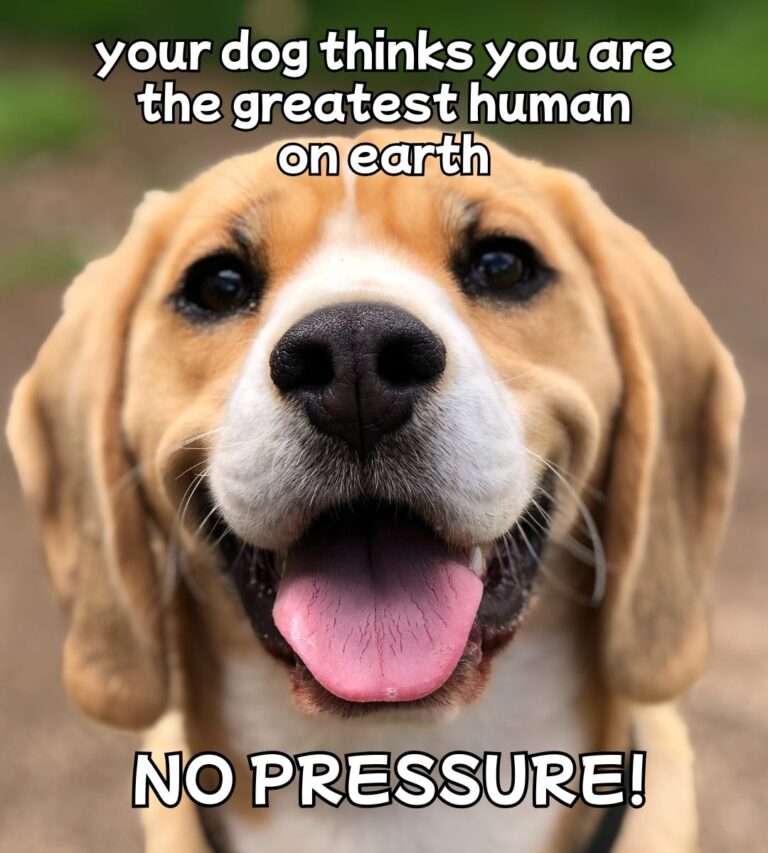37 Of The Best Dog Memes EVER
