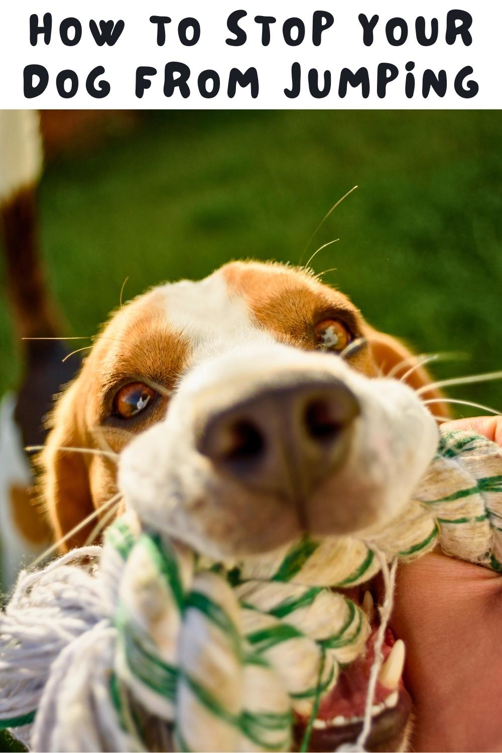 6 Effective Ways To Teach A Dog NOT To Jump On People - The Labrador Site