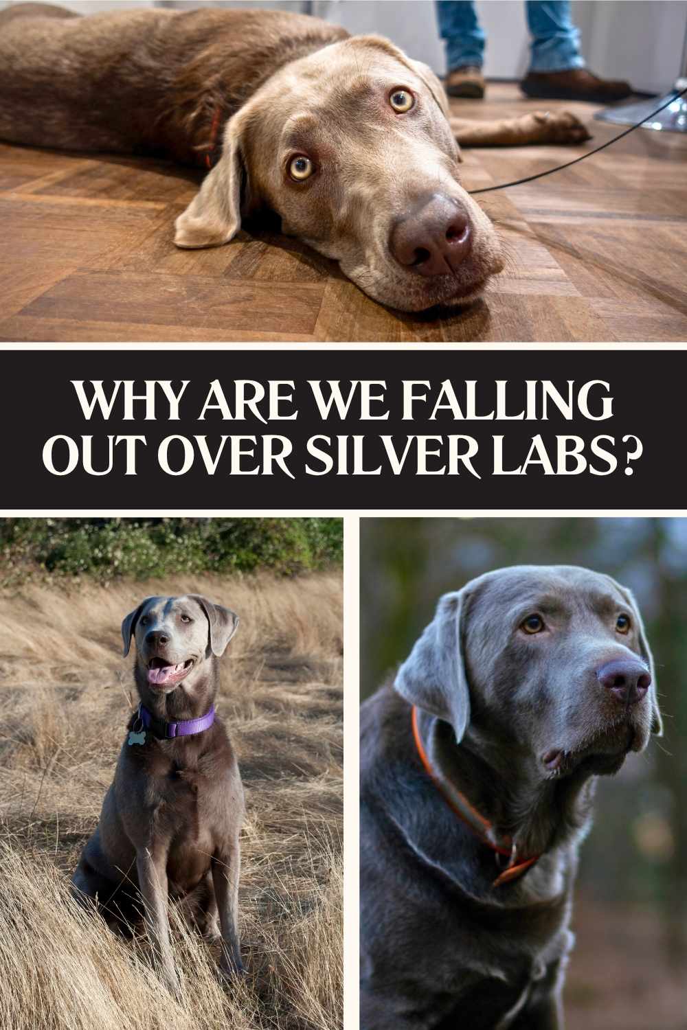 7 Reasons People Dislike Silver Labs - The Labrador Site