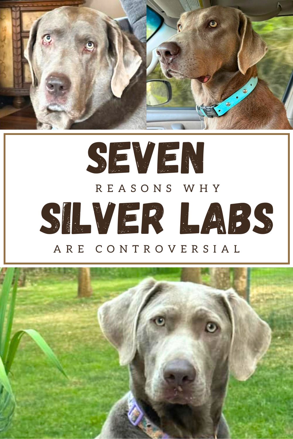 7 Reasons People Dislike Silver Labs - The Labrador Site
