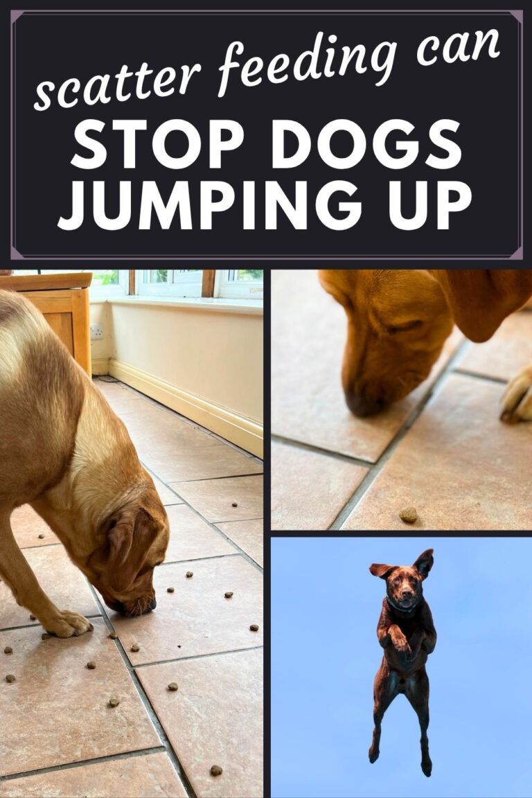 6 Effective Ways To Teach A Dog NOT To Jump On People - The Labrador Site