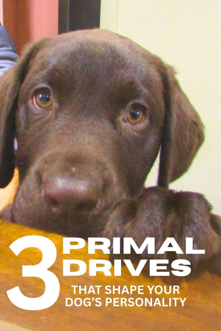 Three Primal Drives That Shape Your Dog’s Personality - The Labrador Site